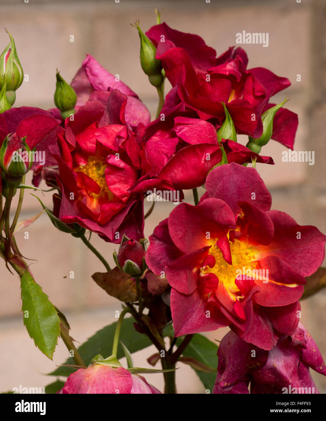 Rose Celebration Time Stock Photo - Alamy