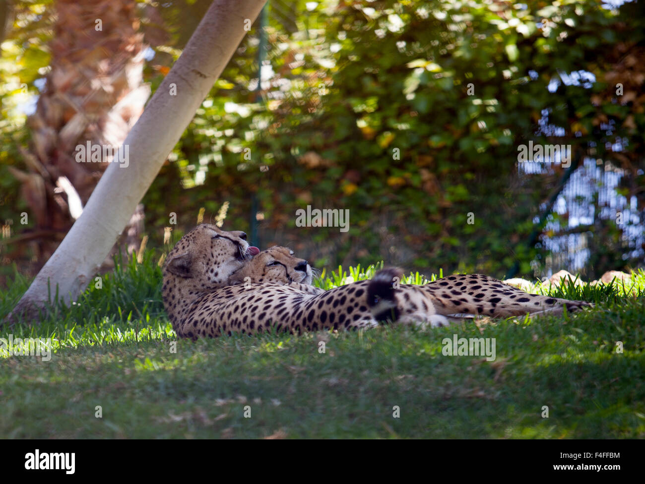 Couple of african cheetahs laying and licking to each other at natural ...