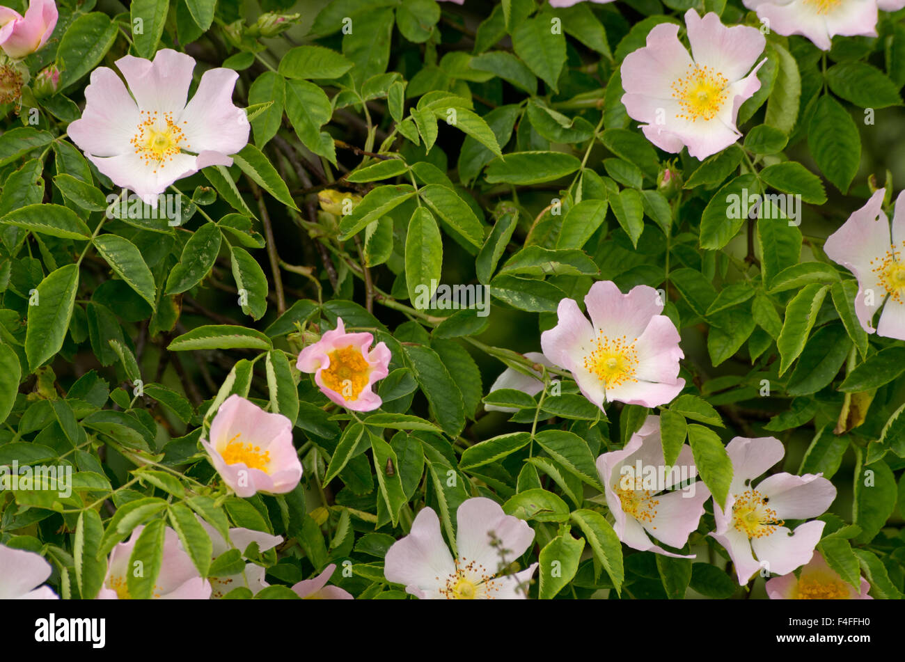 English hedgerow wild flowers plants hi-res stock photography and ...