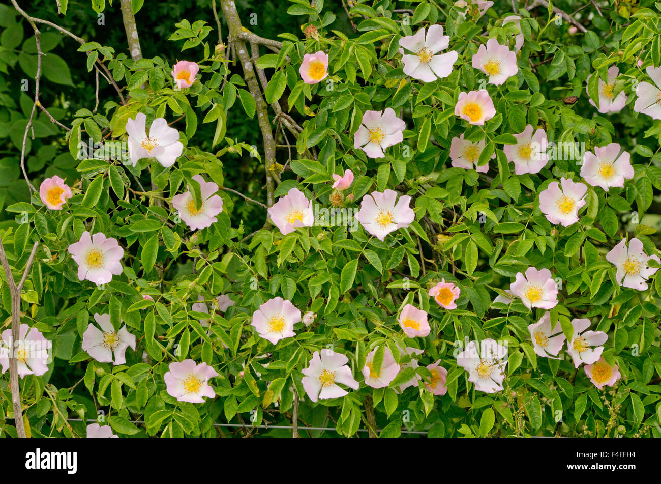 Shrub bush rose hi-res stock photography and images - Alamy