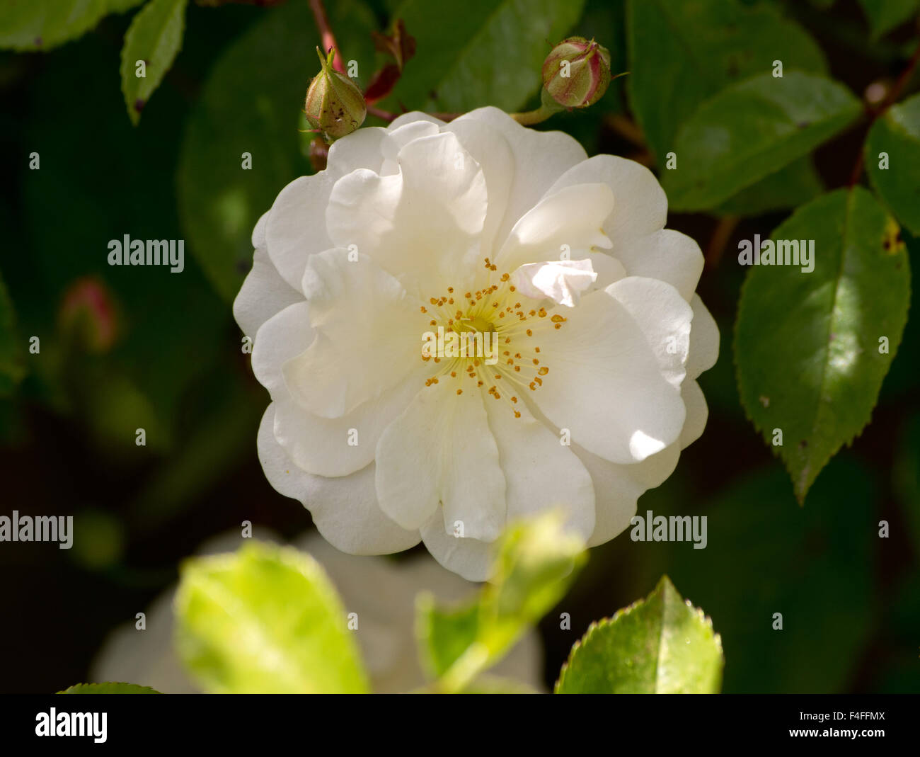 Adelaide rose gardens hi-res stock photography and images - Alamy