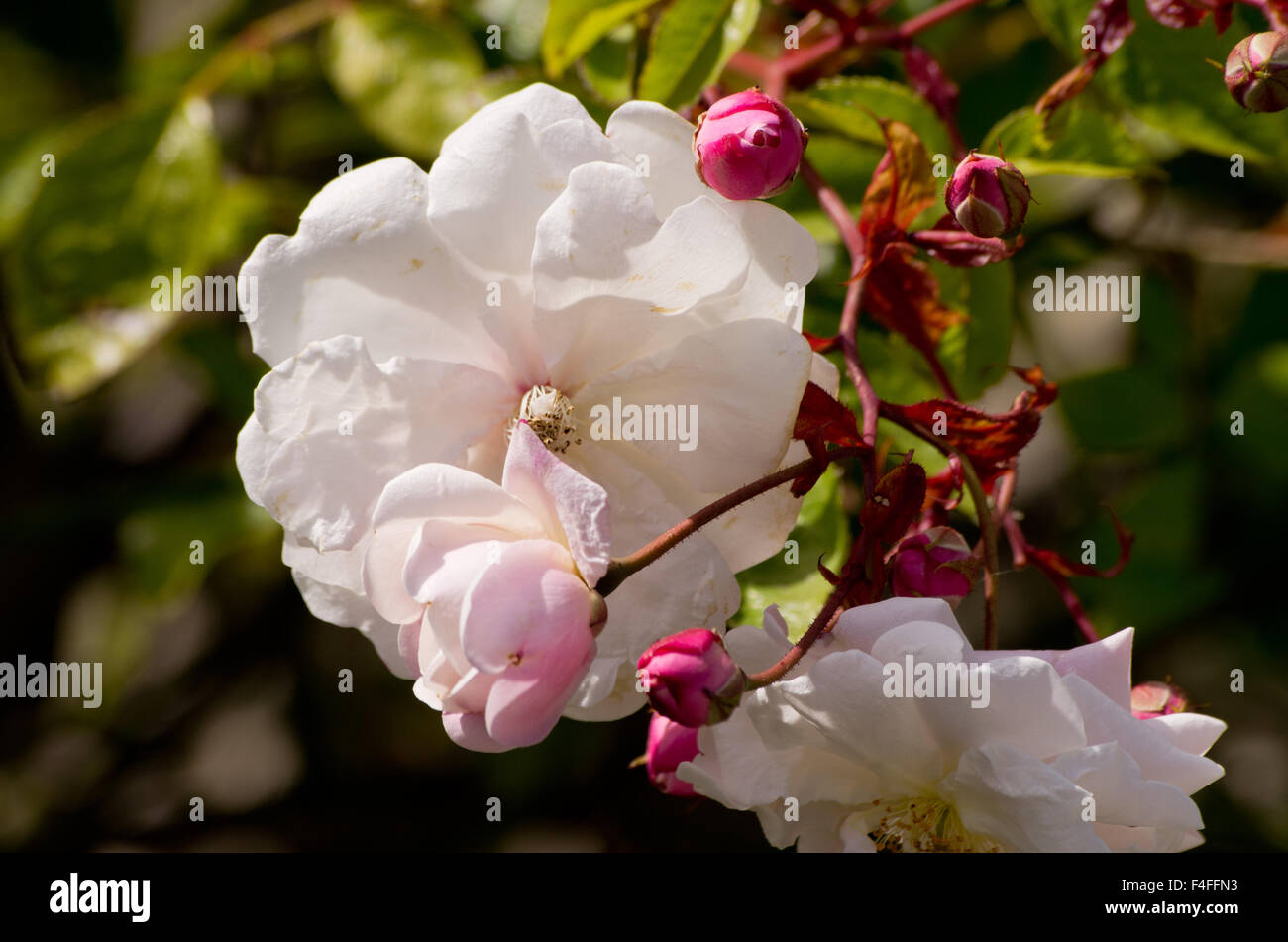 Rose Adelaide d Orleans Stock Photo - Alamy