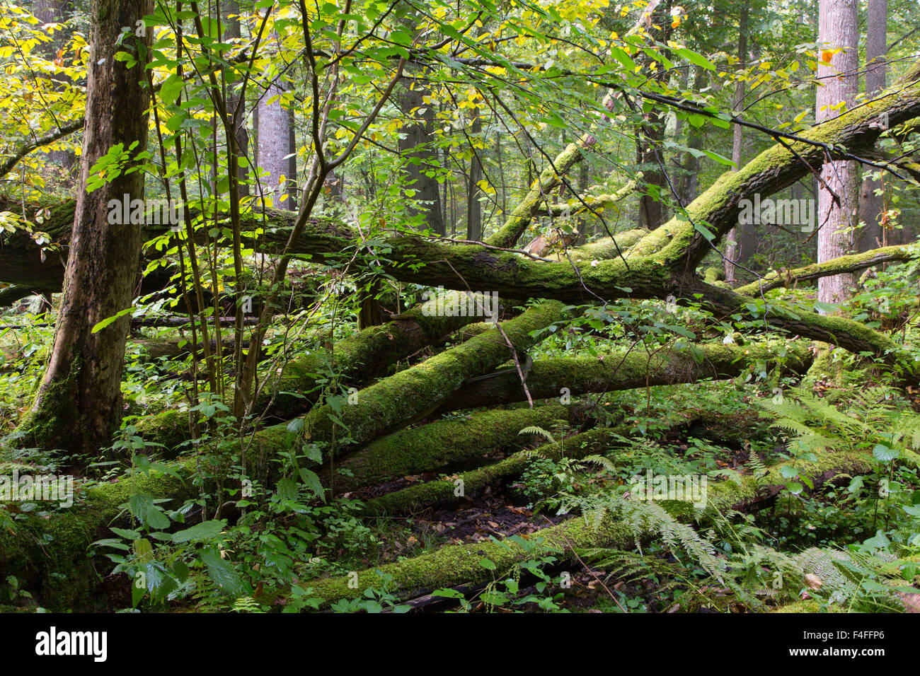Old oak tree broken lying and natural deciduous stand of Bialowieza ...