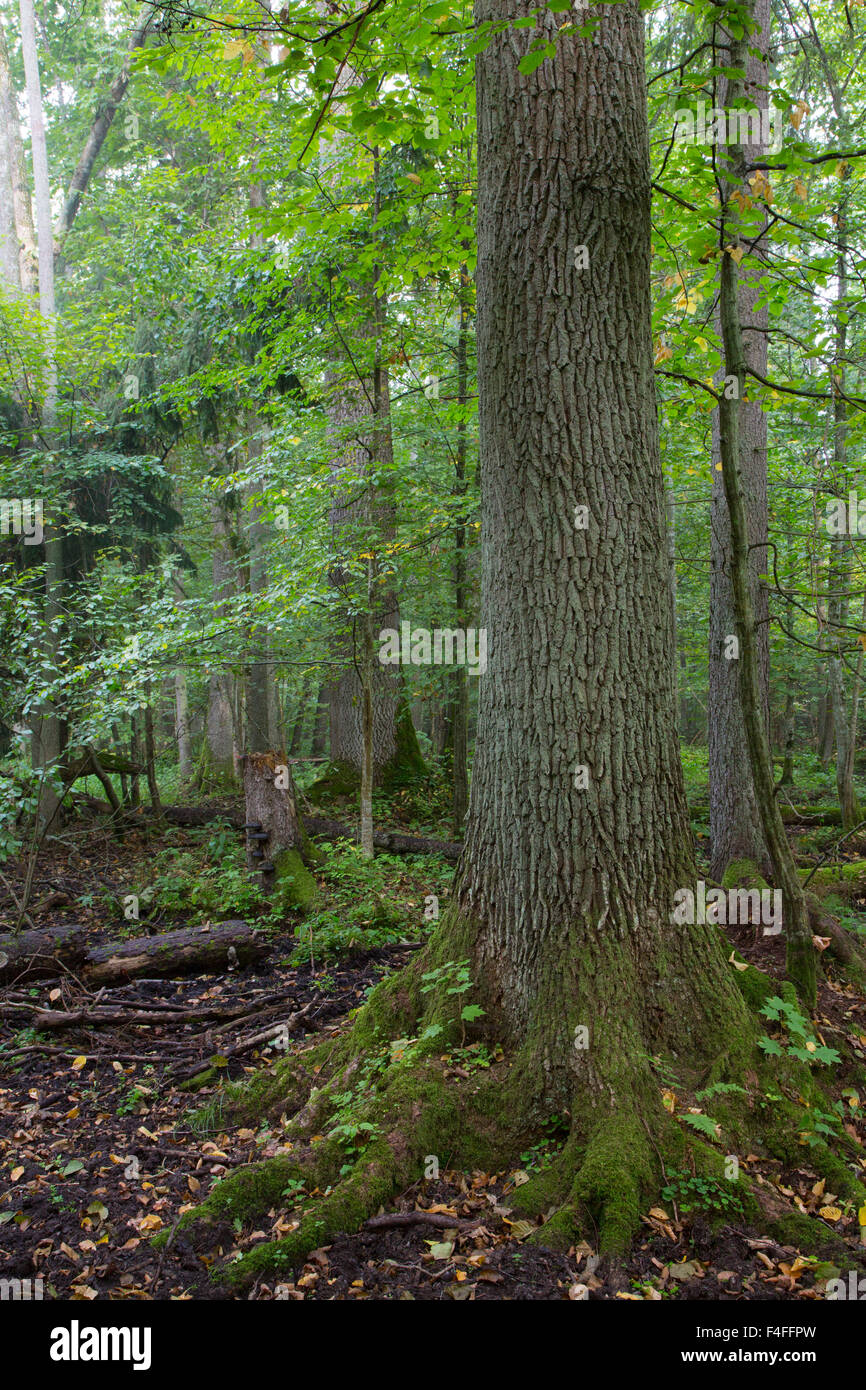 Alder carr woodland hi-res stock photography and images - Alamy