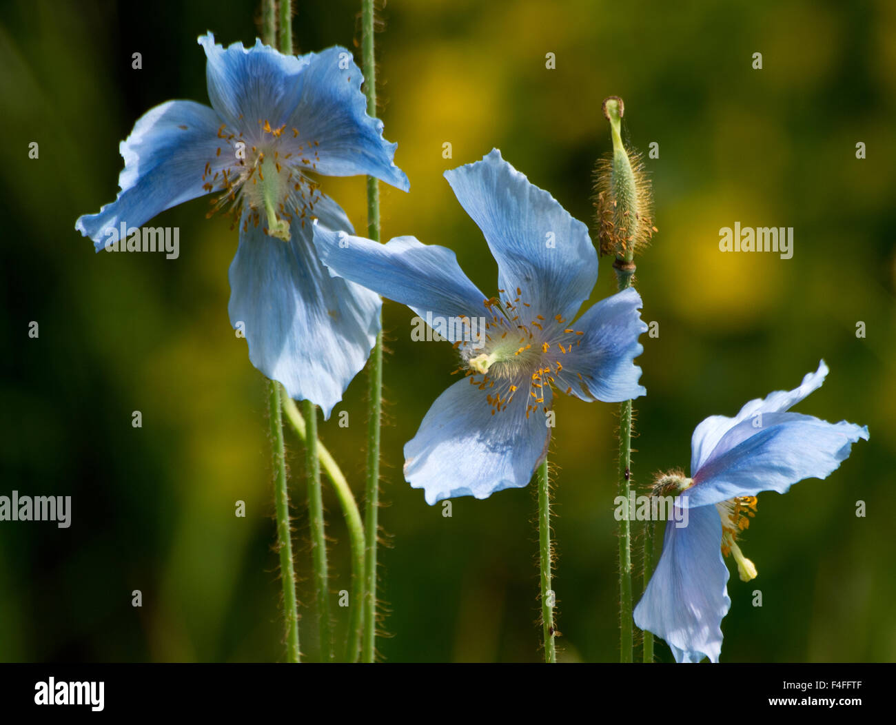 Meconopsis infertile hi-res stock photography and images - Alamy