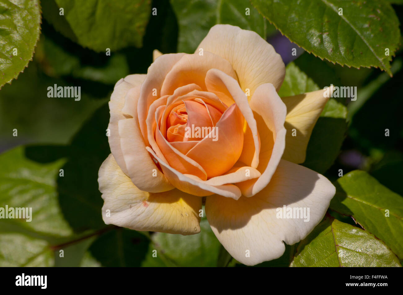 Rose Sweet Juliet Stock Photo - Alamy