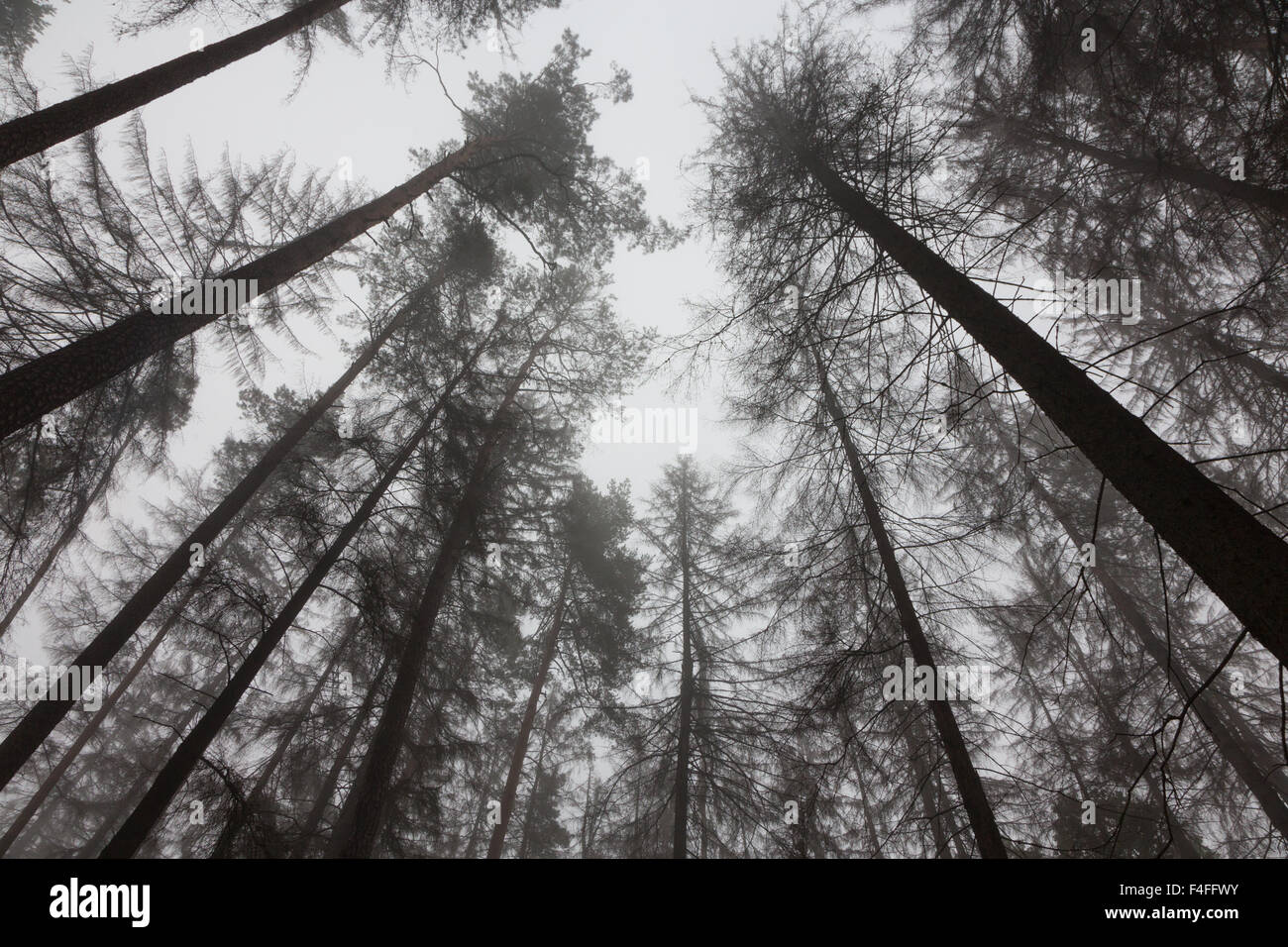 Canopy of tree High Resolution Stock Photography and Images - Alamy