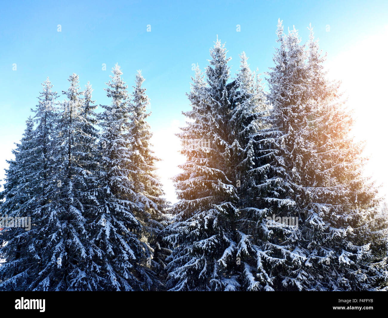 Snowy fir trees Stock Photo - Alamy