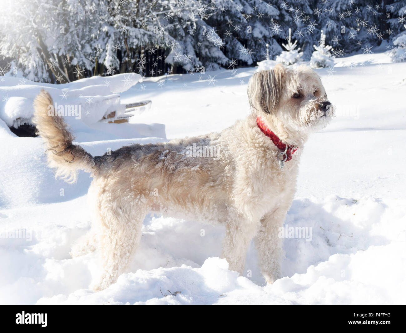 Adorable winter dog portrait Stock Photo - Alamy