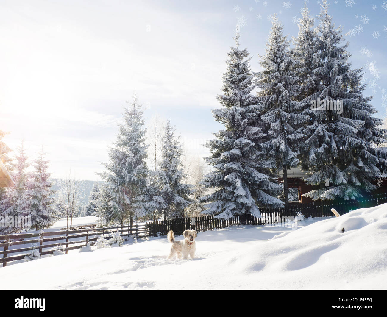 Cute dog winter hi-res stock photography and images - Alamy