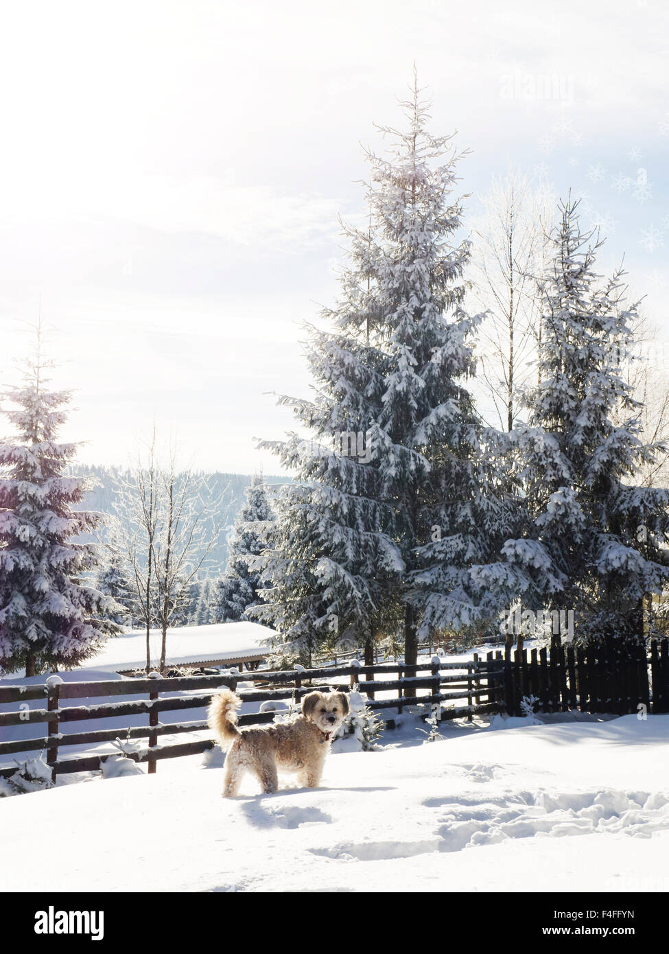Winter dog in snow Stock Photo - Alamy