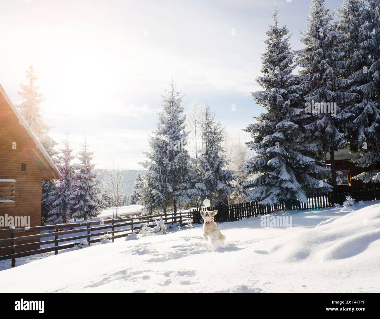 Dog playing with snowball Stock Photo - Alamy