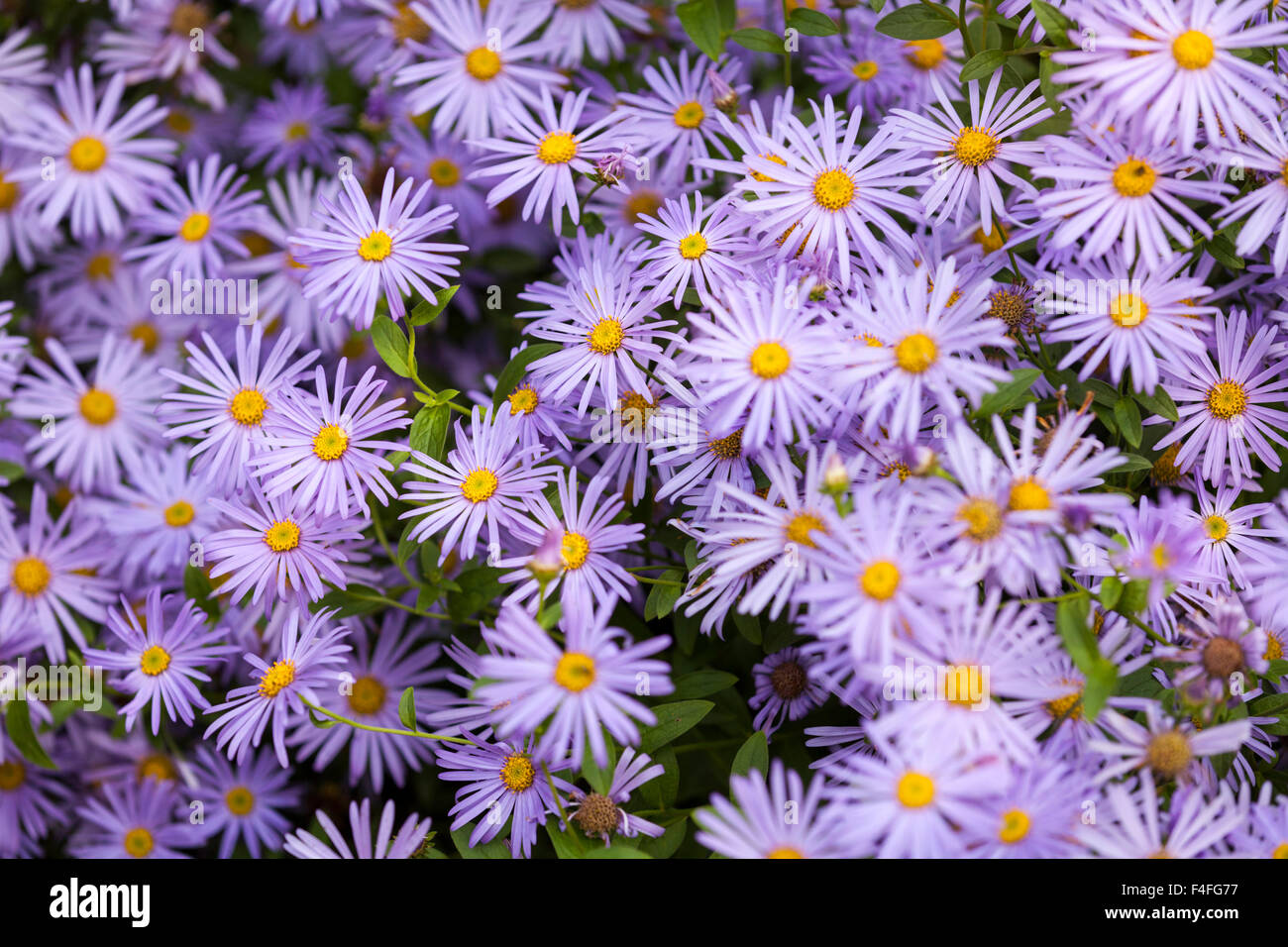 Purple Marguerite daisy flowers in a London Park Stock Photo - Alamy