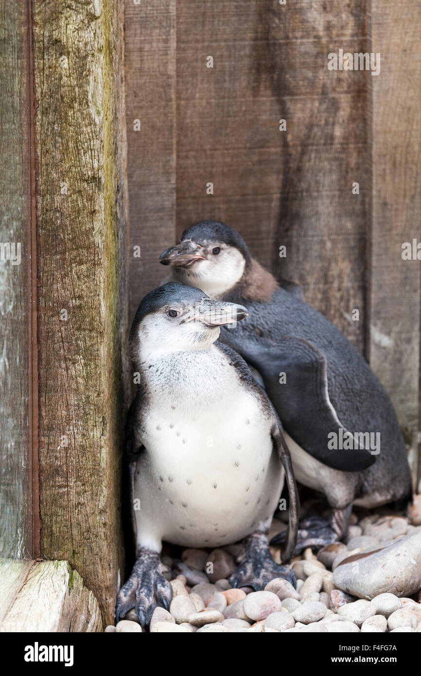 Penguin enclosure london zoo zsl hi-res stock photography and images ...