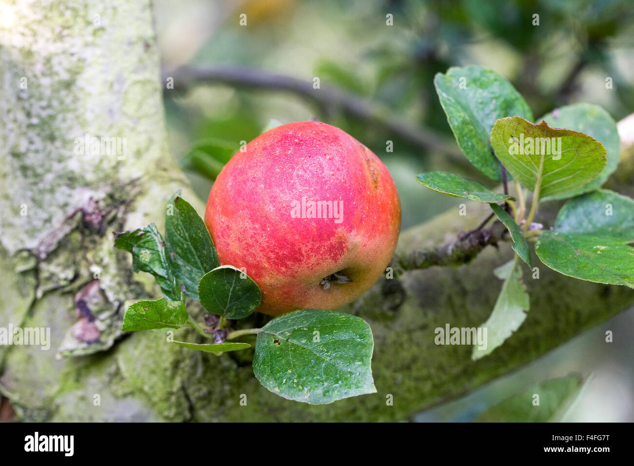Ross nonpareil hi-res stock photography and images - Alamy