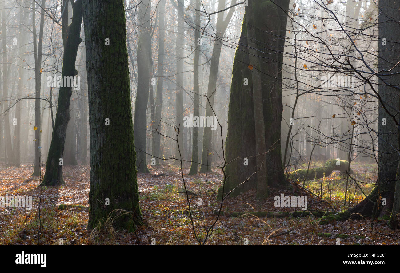 Large tree shaft of light forest hi-res stock photography and images ...
