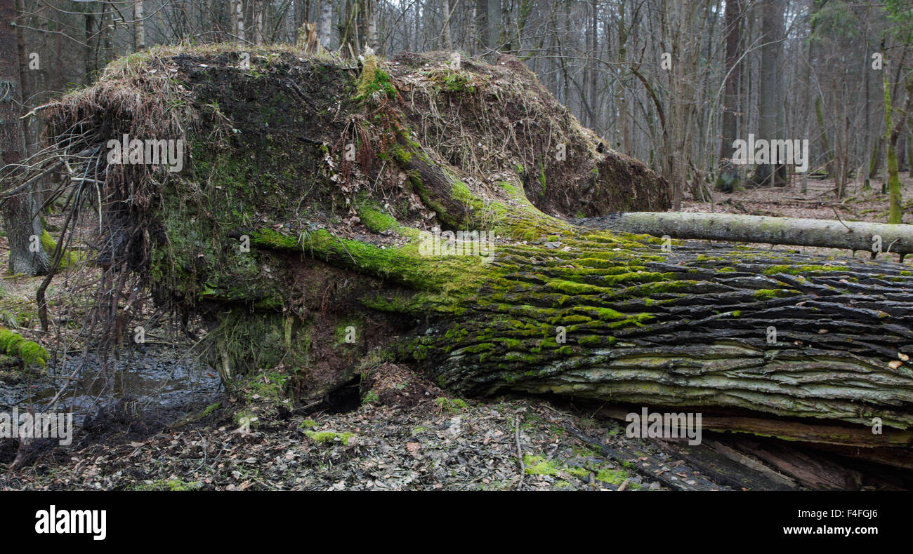 Wind broken old oak trees broken lying inside natural deciduous stand ...