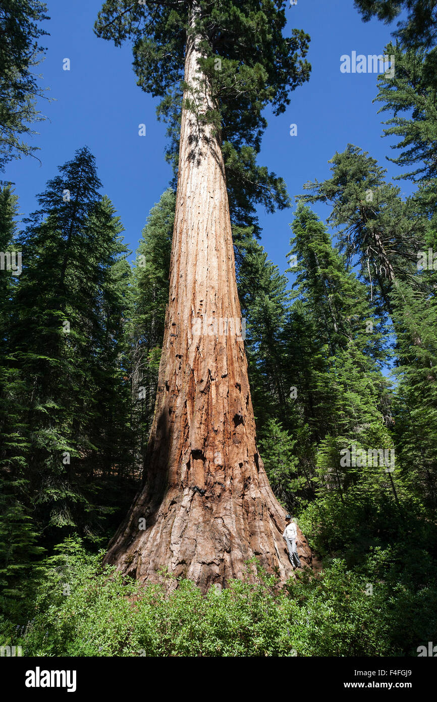 Redwood (Sequoioideae), Wellingtonia (Sequoiadendron giganteum ...