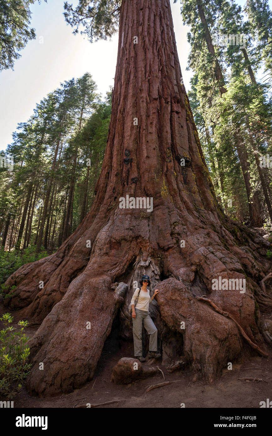 Sequoioideae hi-res stock photography and images - Alamy