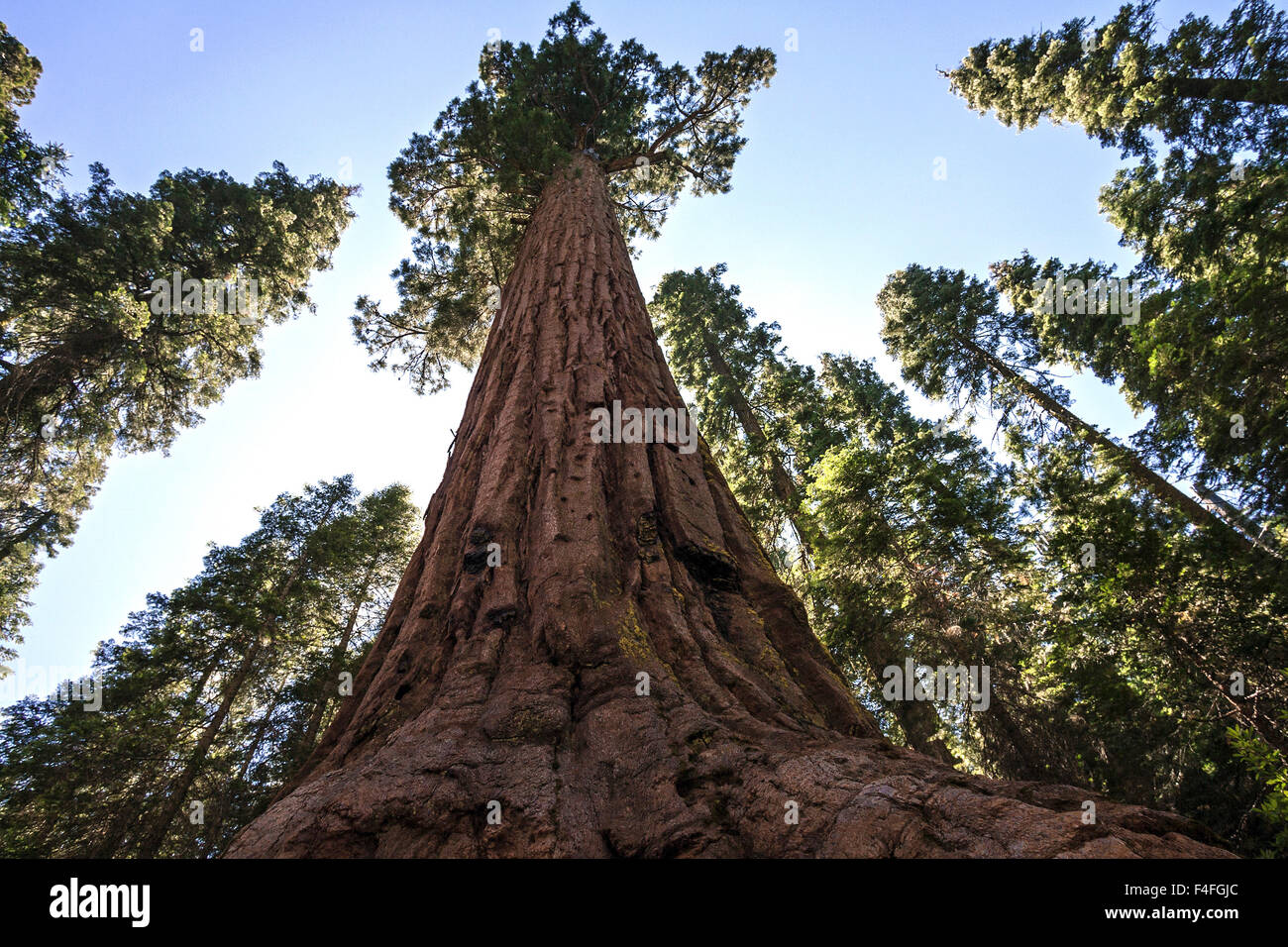 Redwood (Sequoioideae), Wellingtonia (Sequoiadendron giganteum ...