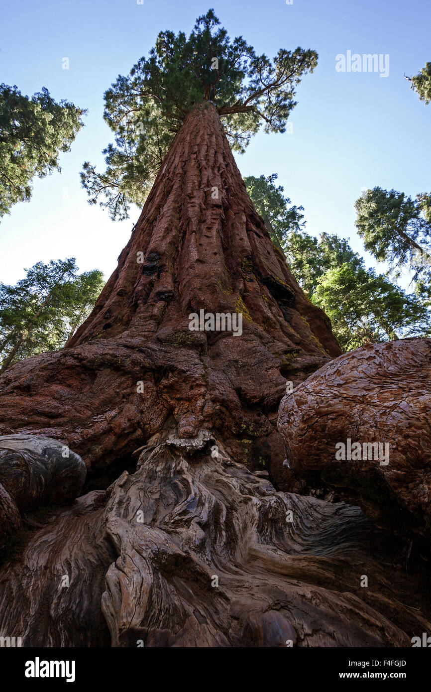 Redwood (Sequoioideae), Wellingtonia (Sequoiadendron giganteum ...