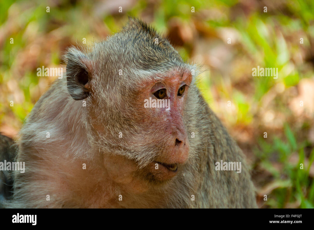 Face of grey monkey macaque Stock Photo - Alamy