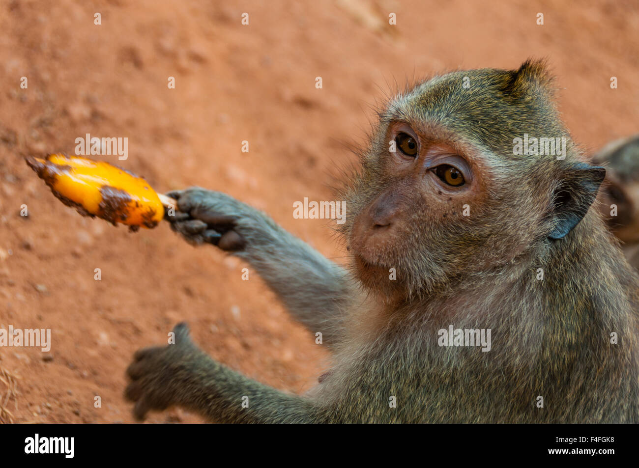 Monkey eating ice cream Stock Photo - Alamy