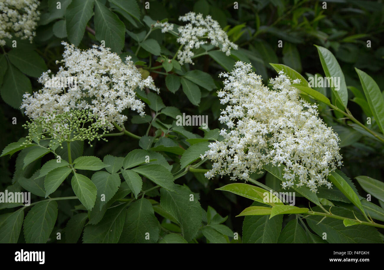 European elder hi-res stock photography and images - Alamy