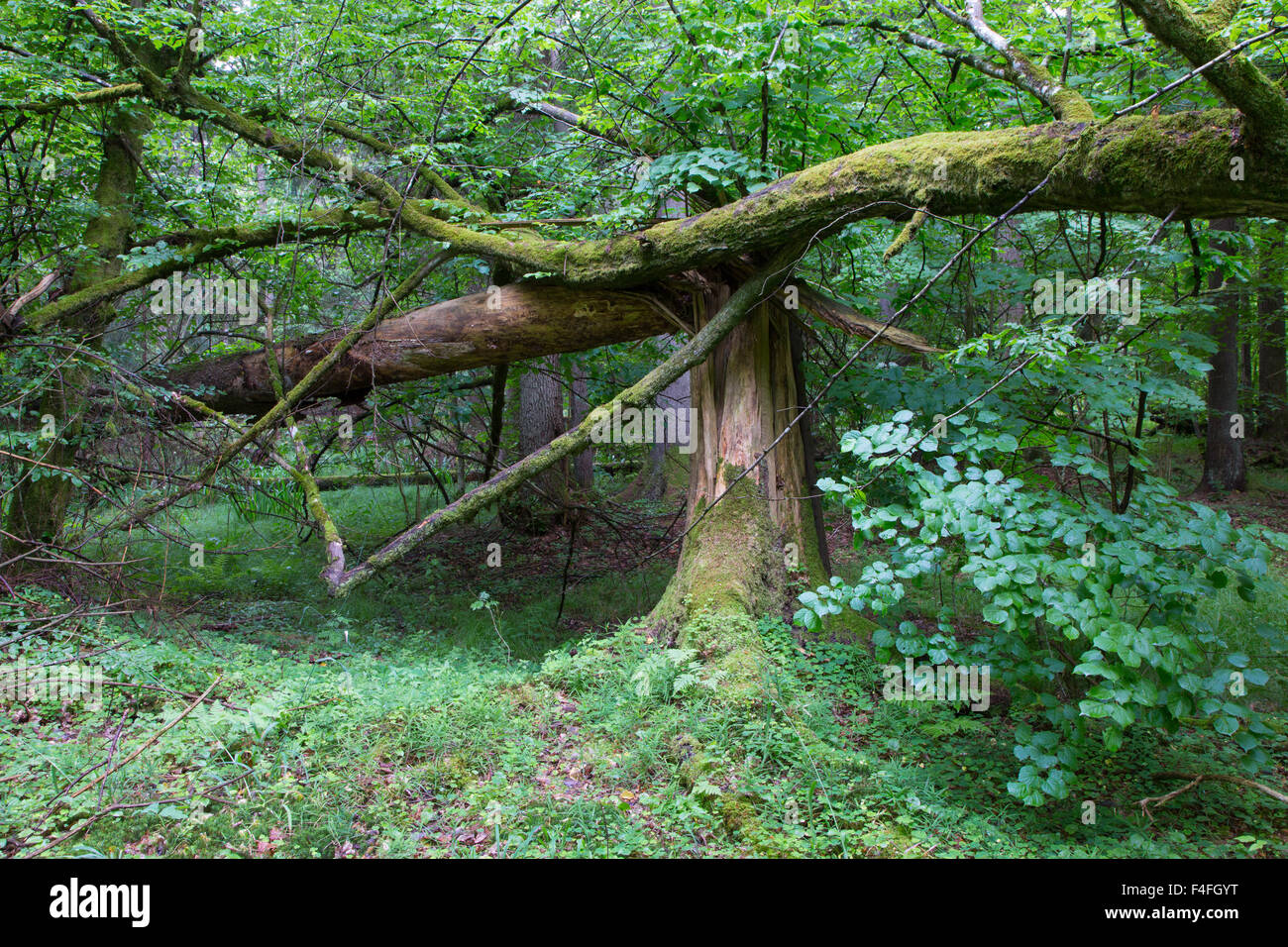 Big old spruce tree broken and another one tree moss wrapped hanging ...