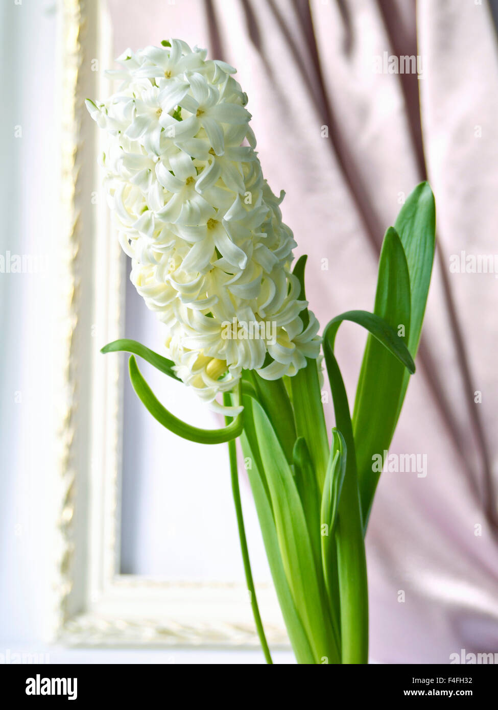 Hyacinth and a frame Stock Photo - Alamy