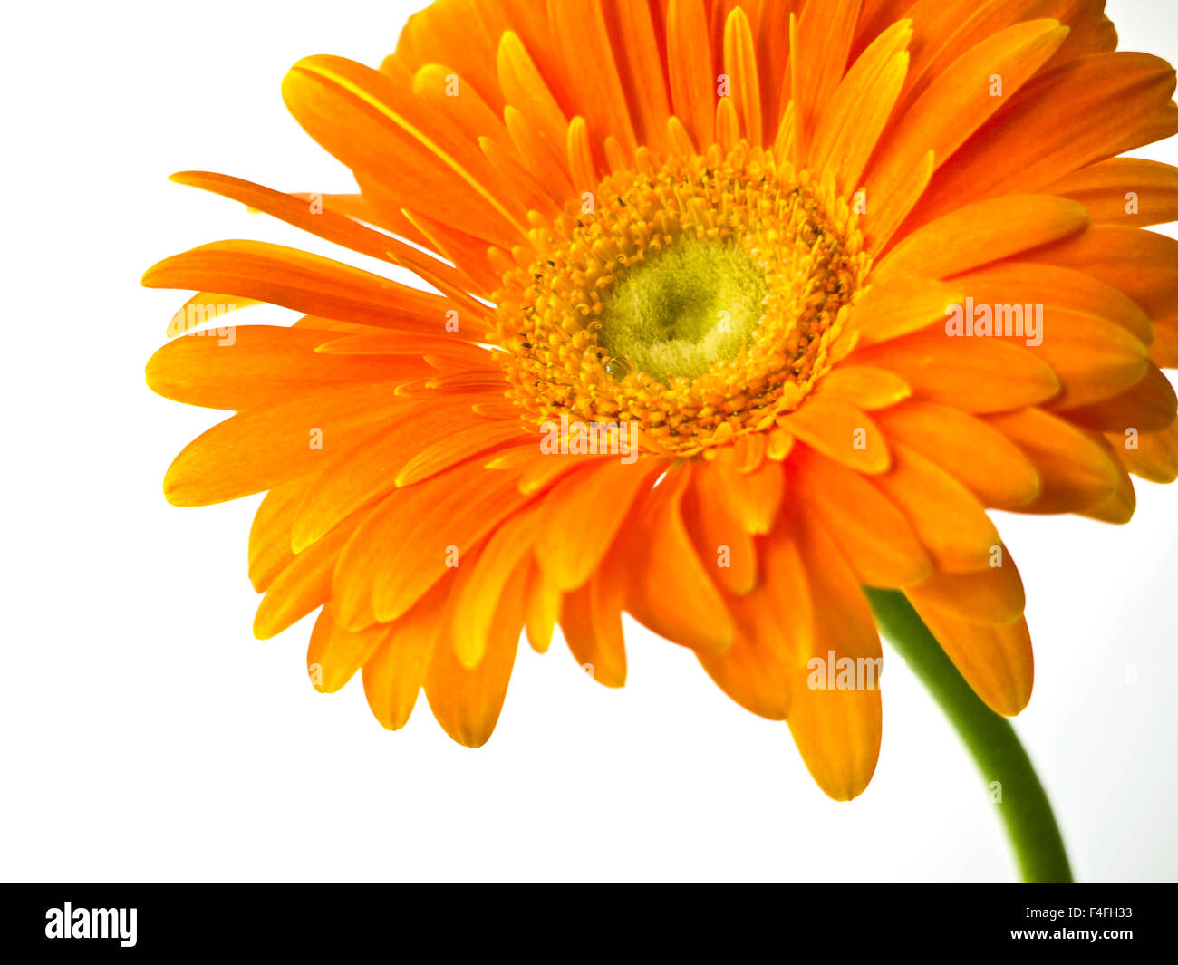 Orange gerbera in a glass vase Stock Photo - Alamy
