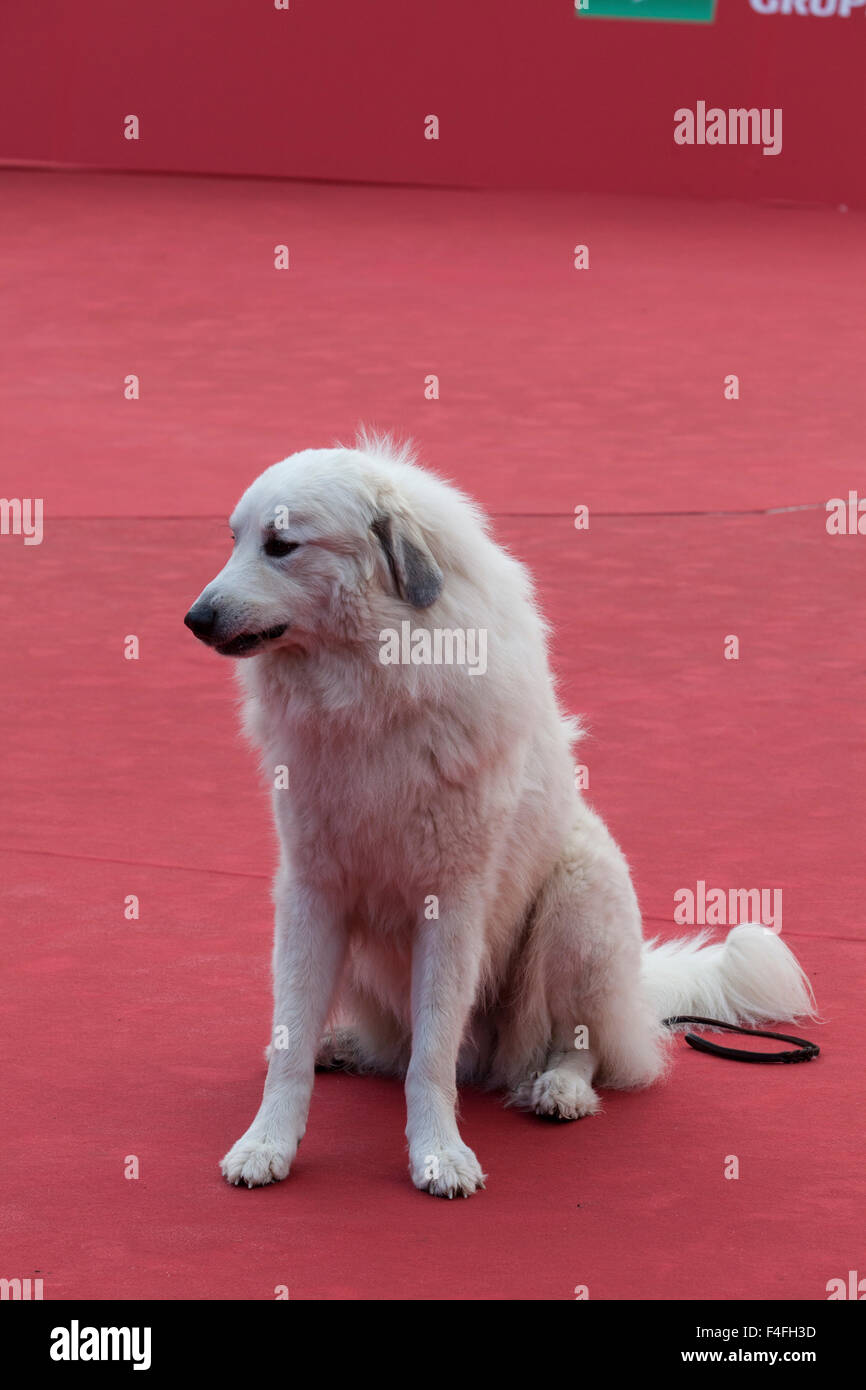 Belle rome hi-res stock photography and images - Alamy