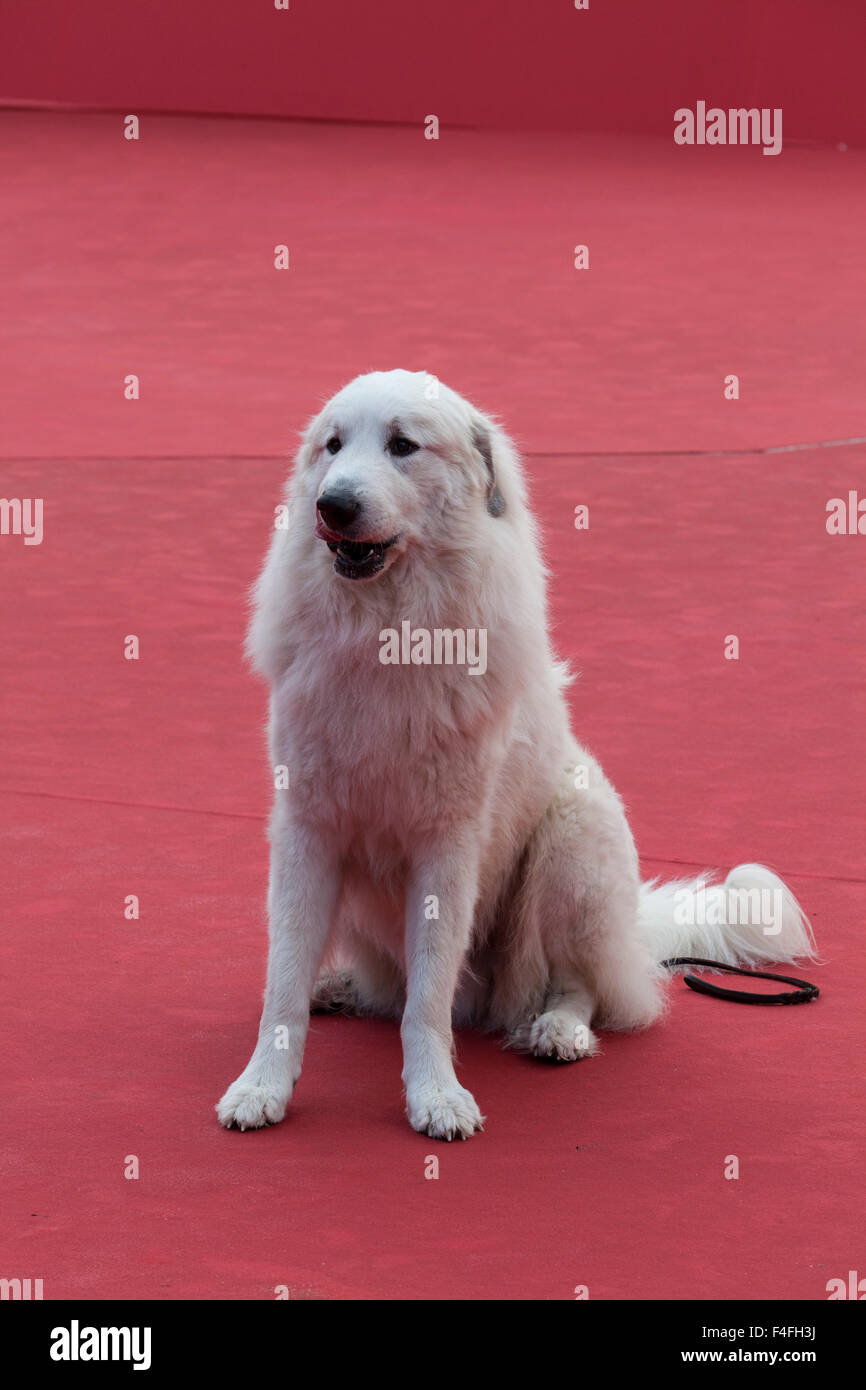 Belle rome hi-res stock photography and images - Alamy