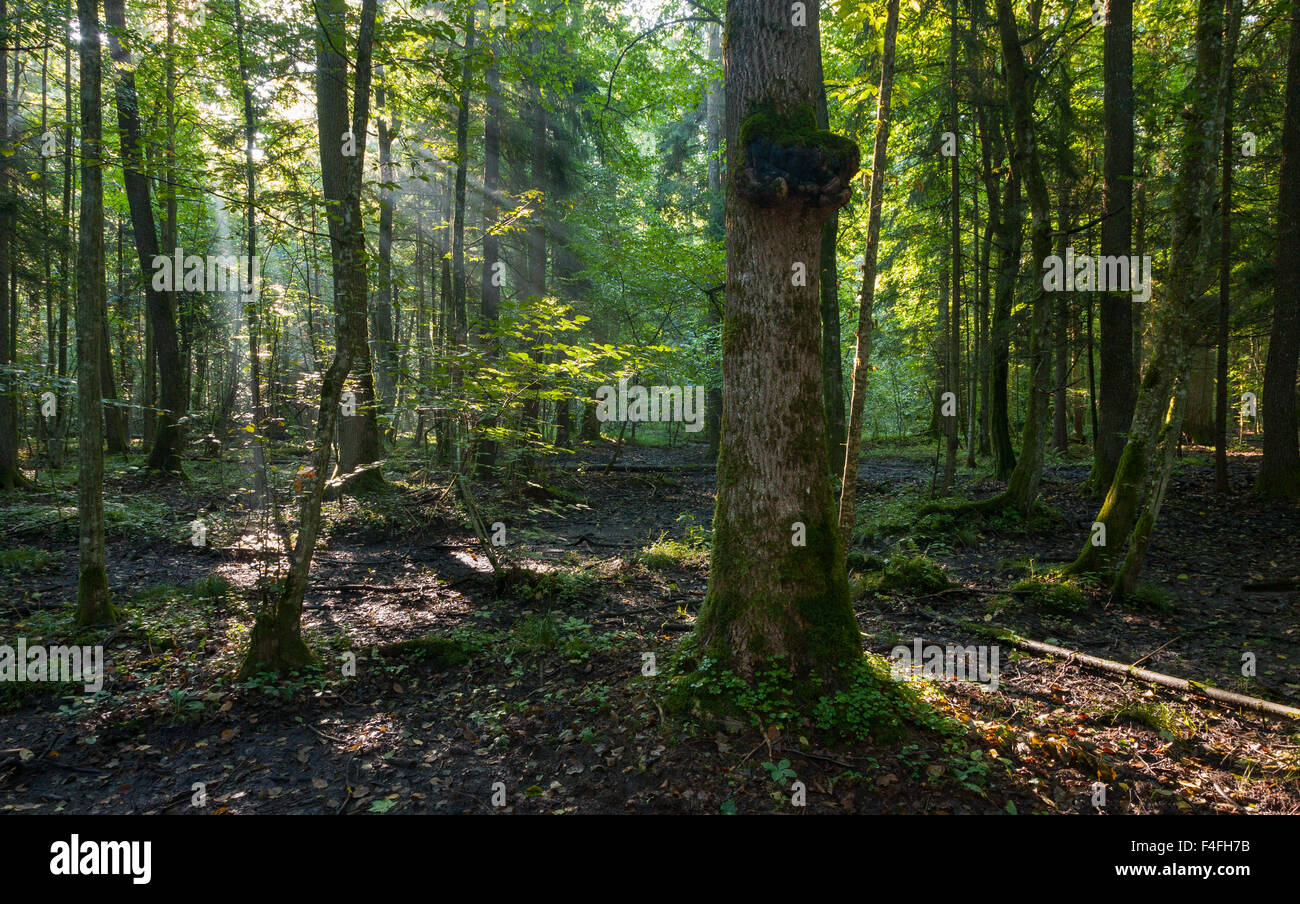 Natural deciduous stand of Bialowieza Forest in summer morning with ...