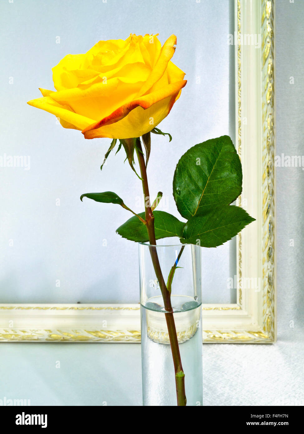 Rose in a glass vase Stock Photo - Alamy