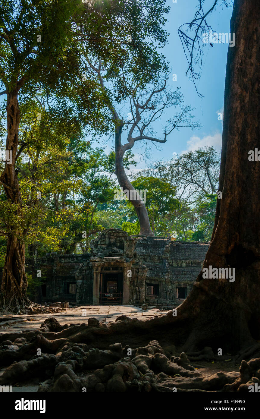 Tree in front of temple Ta Prohm Stock Photo - Alamy