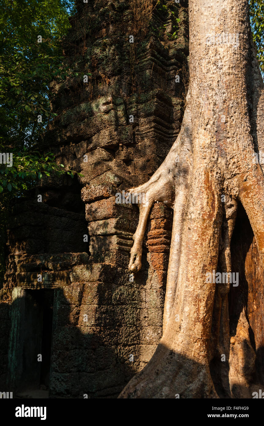 Civilization tree hi-res stock photography and images - Alamy