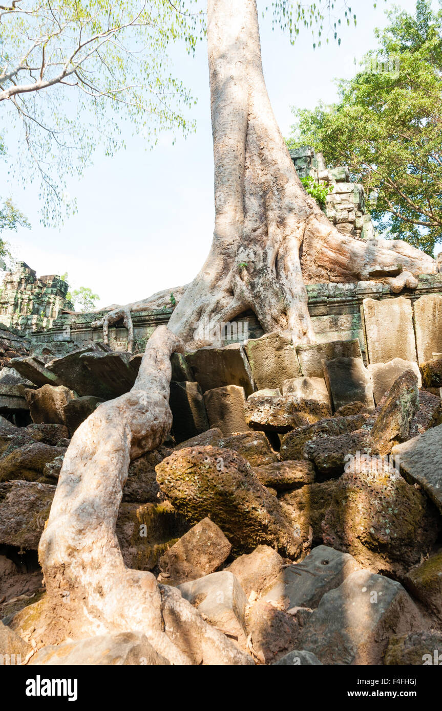 Root architecture hi-res stock photography and images - Alamy