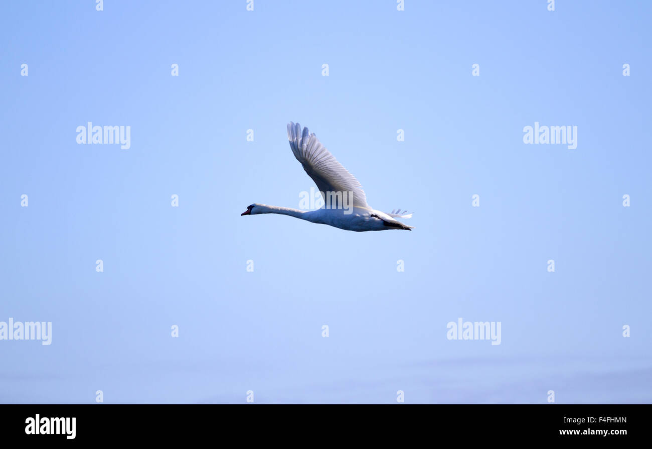 Swan full view hi-res stock photography and images - Alamy