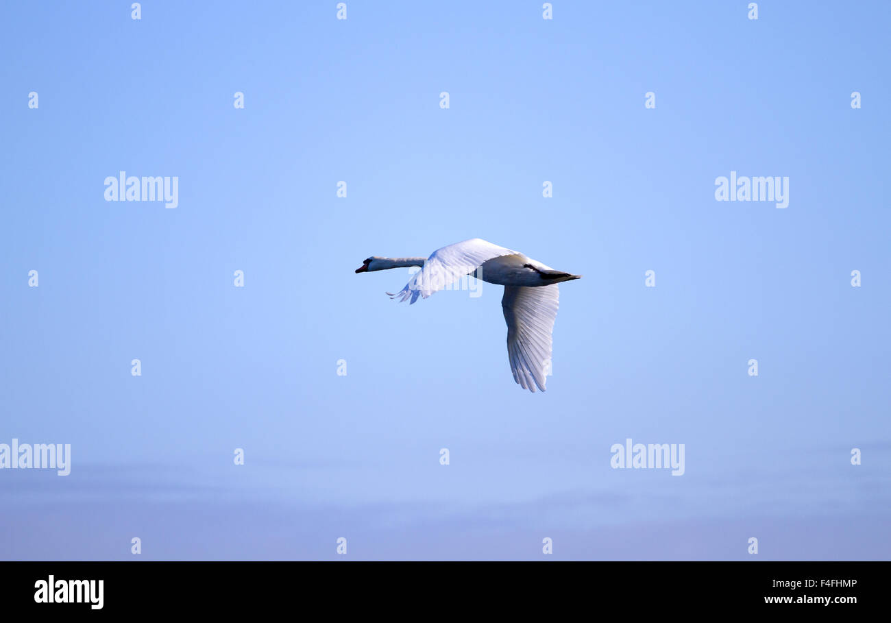 Swan full view hi-res stock photography and images - Alamy