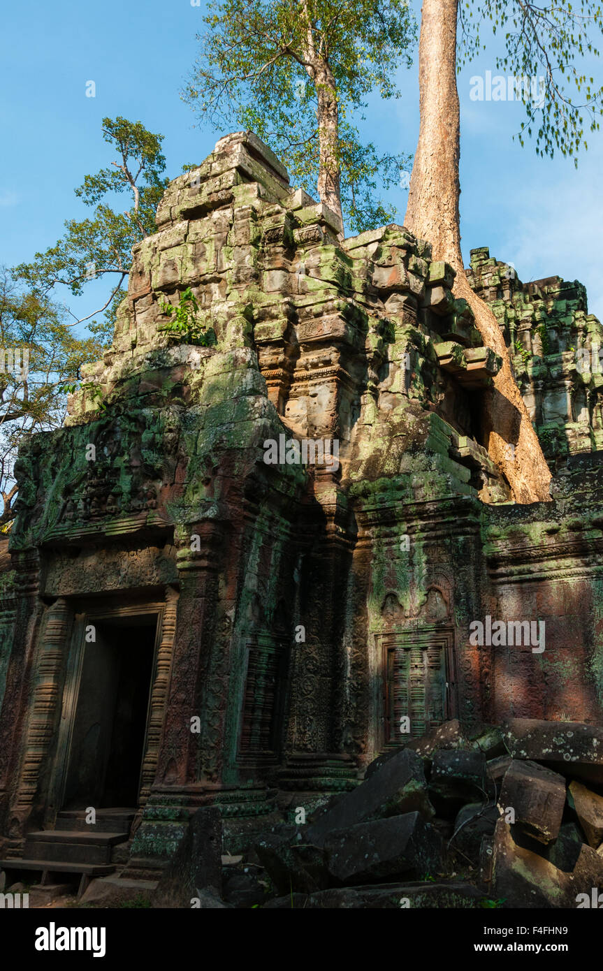 Temple art famous tree hi-res stock photography and images - Alamy