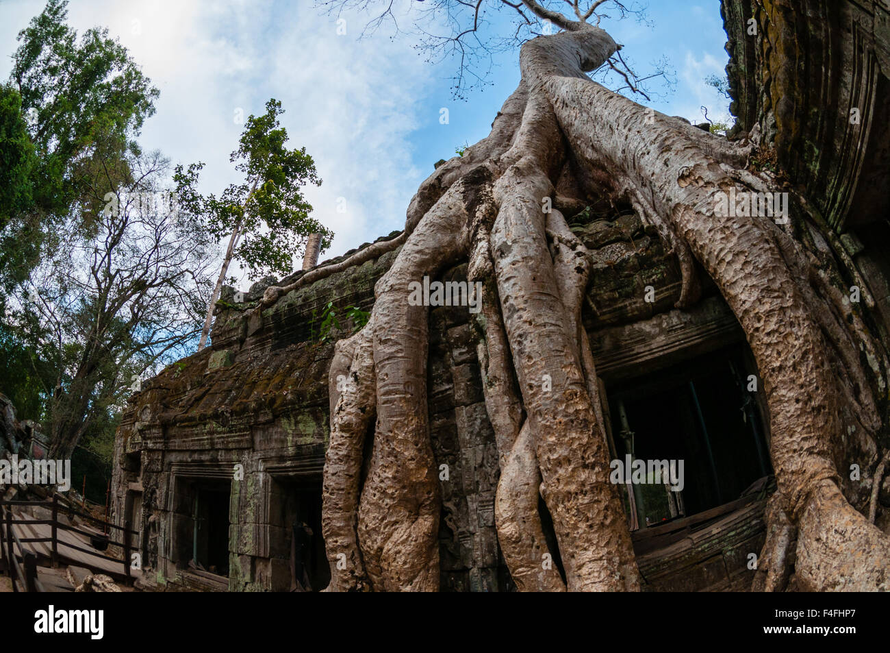 Fish eye tree hi-res stock photography and images - Alamy