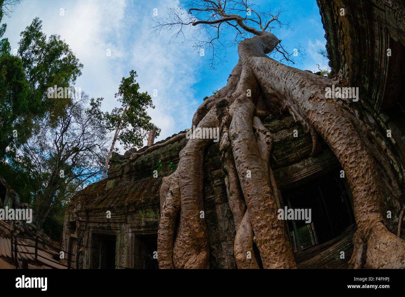 Fish eye tree hi-res stock photography and images - Alamy