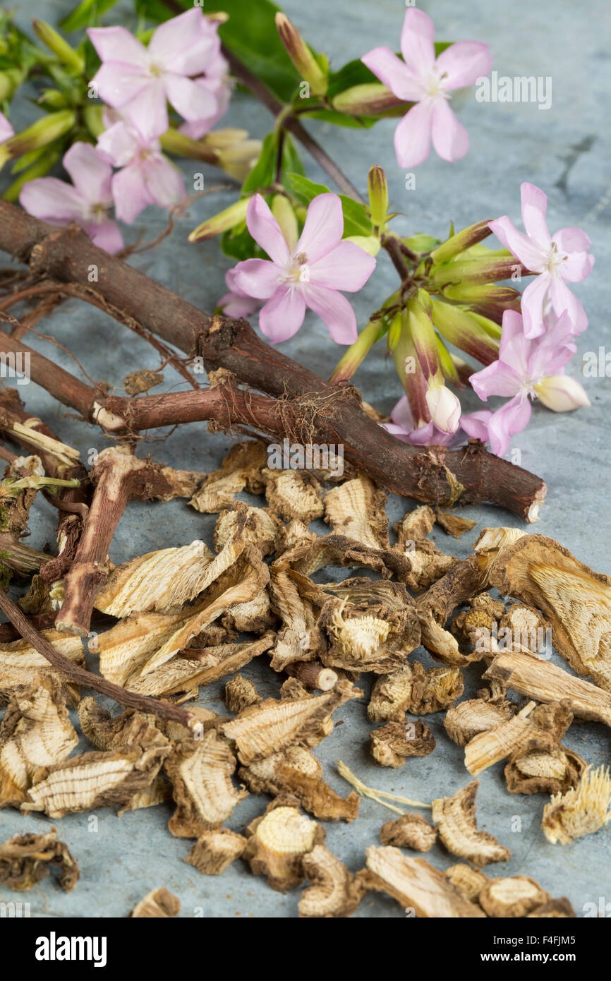 Common soapwort, crow soap, soapweed, root, roots, Echtes Seifenkraut ...