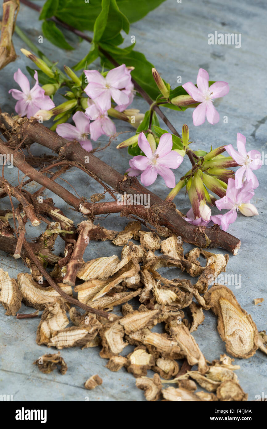 Common soapwort, crow soap, soapweed, root, roots, Echtes Seifenkraut ...