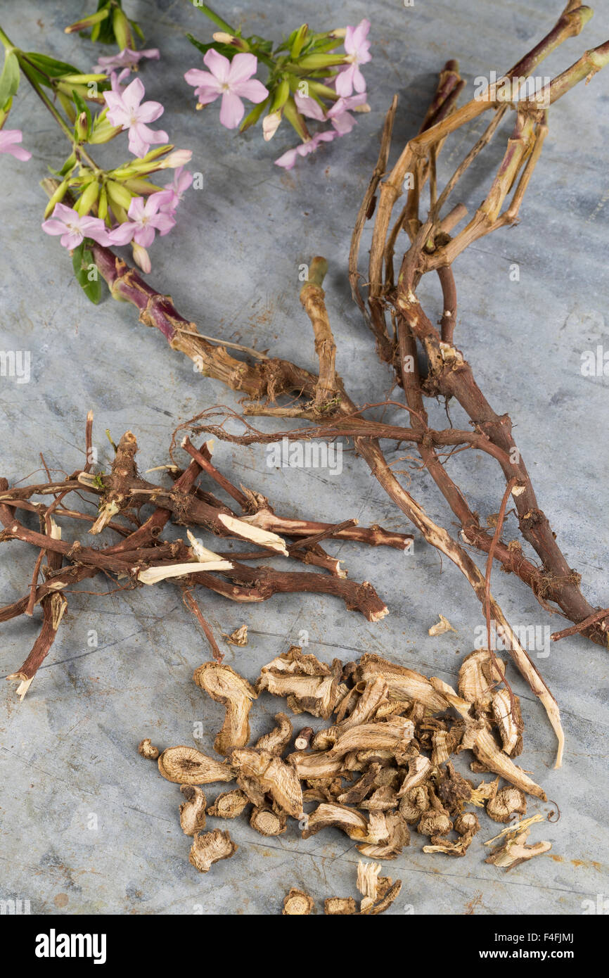 Saponaria officinalis hi-res stock photography and images - Alamy