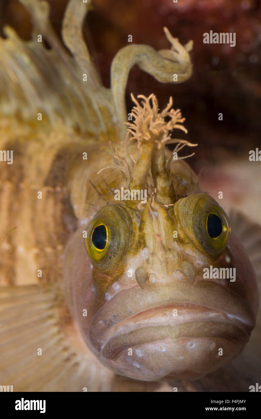 Stichaeidae hi-res stock photography and images - Alamy