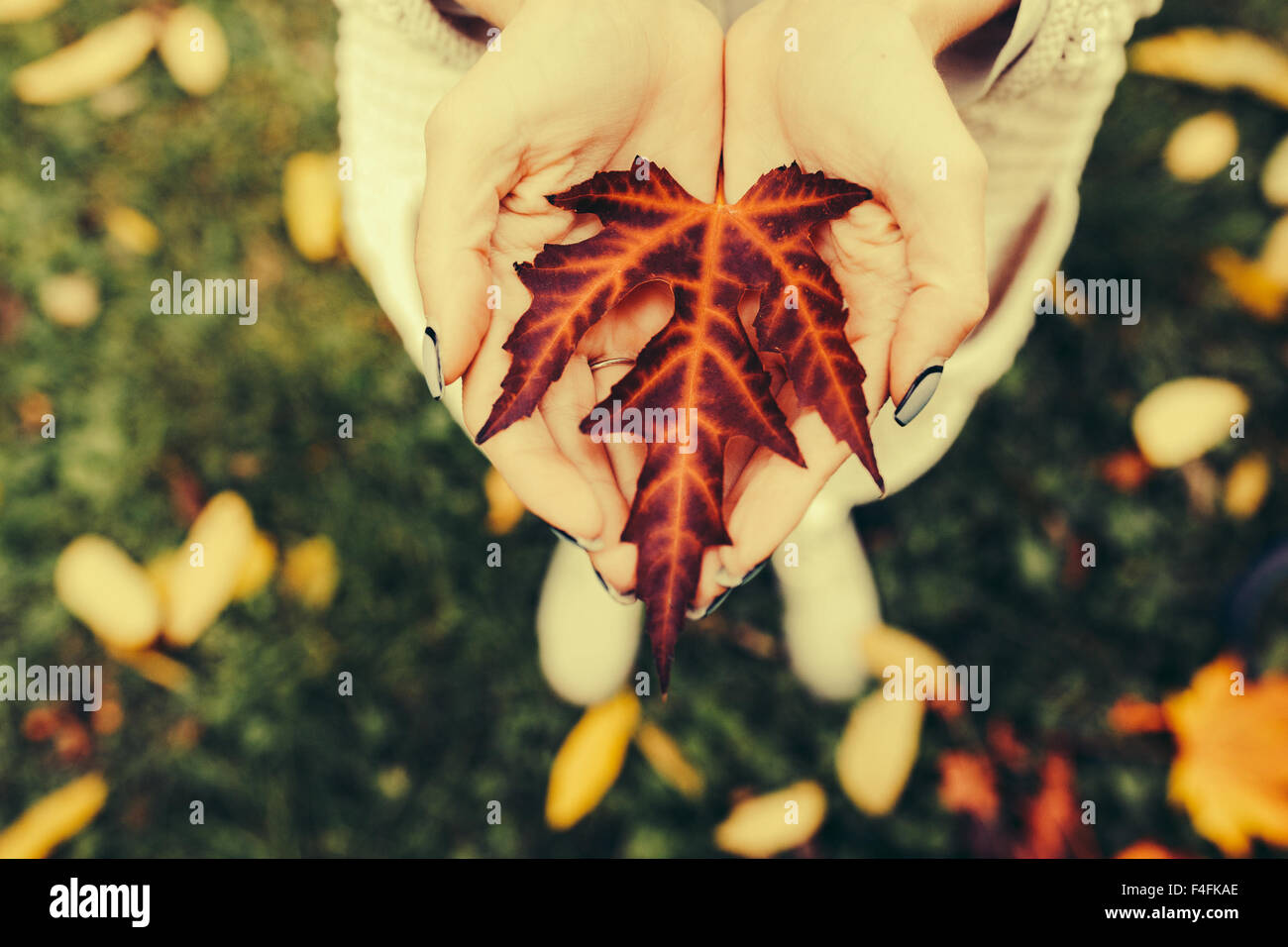 Autumn leaves in girl hands, instagram toned Stock Photo - Alamy