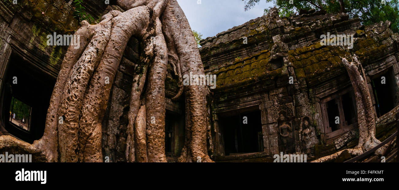Tree with roots sitting on stone temple Ta Prohm Stock Photo - Alamy