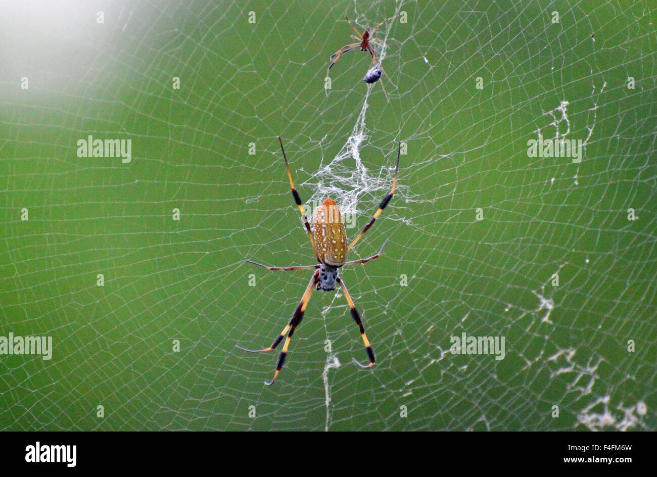 Banana spider hi-res stock photography and images - Alamy